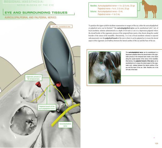 Equine Veterinarian, Equine Joint Injection and Regional Anesthesia ...