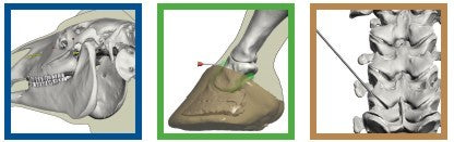 Equine Joint Injection book – AVS Bookstore